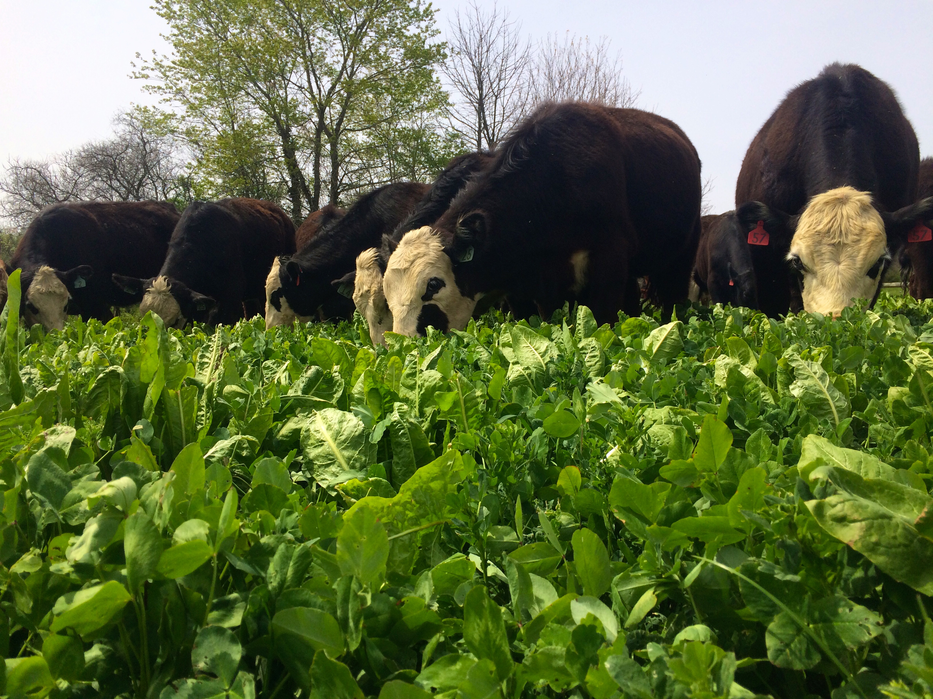 Farm Beef Cattle - Warren Wilson College Farm Beef Cattle - Warren Wilson College