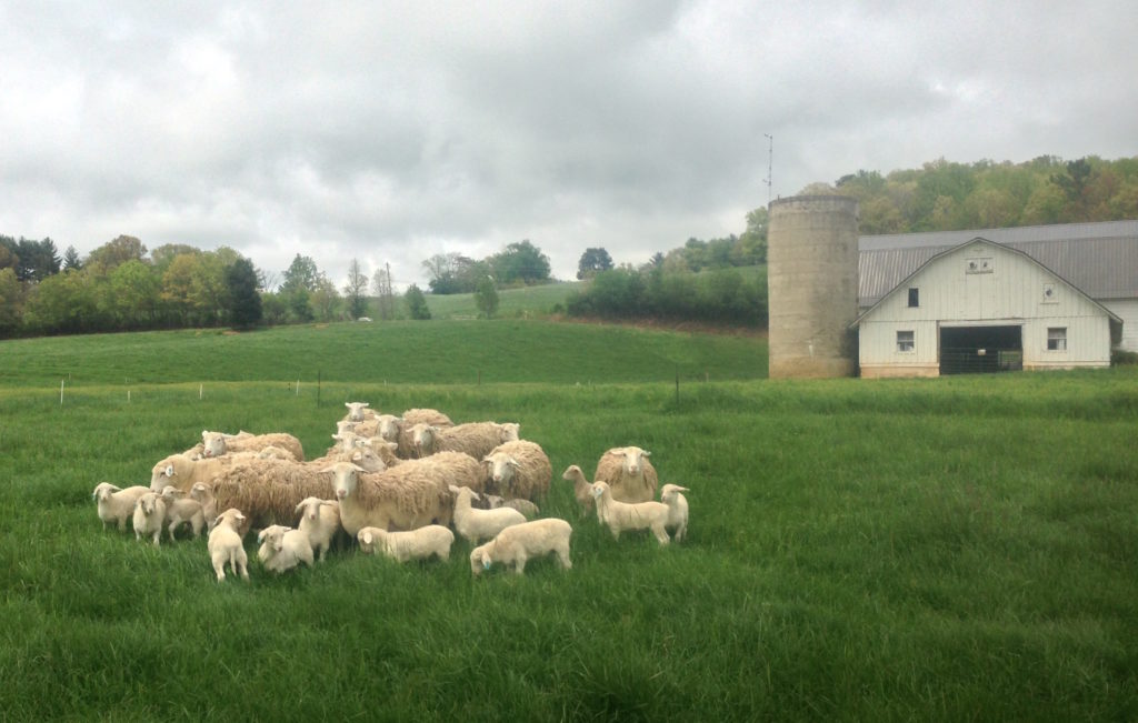 Farm Sheep - Lamb - Warren Wilson College Farm Sheep - Lamb - Warren Wilson College